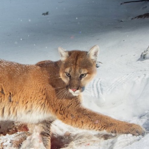 @mainslayer - Musicboard