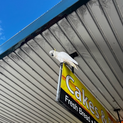 piconico's artists - Musicboard