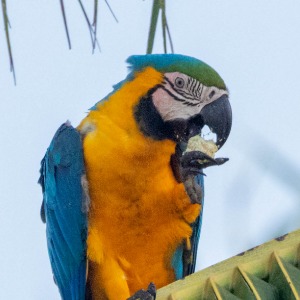 Lucas Pittman (@lucaspigeon) - Musicboard