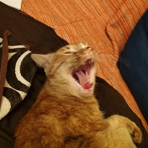 laurareisso's artists - Musicboard