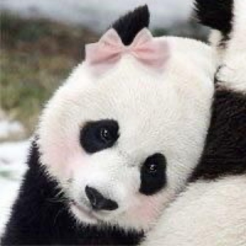 nat boo berry bear (@natron) - Musicboard